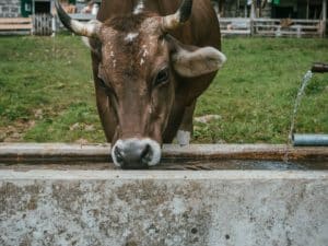Jersey Cattle Feed Requirements & The Best Feed | 2026
