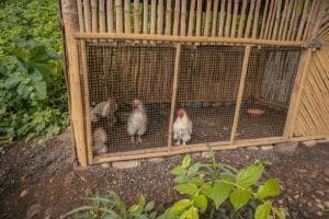 Chicken Runs | The Ultimate Guide | 2026