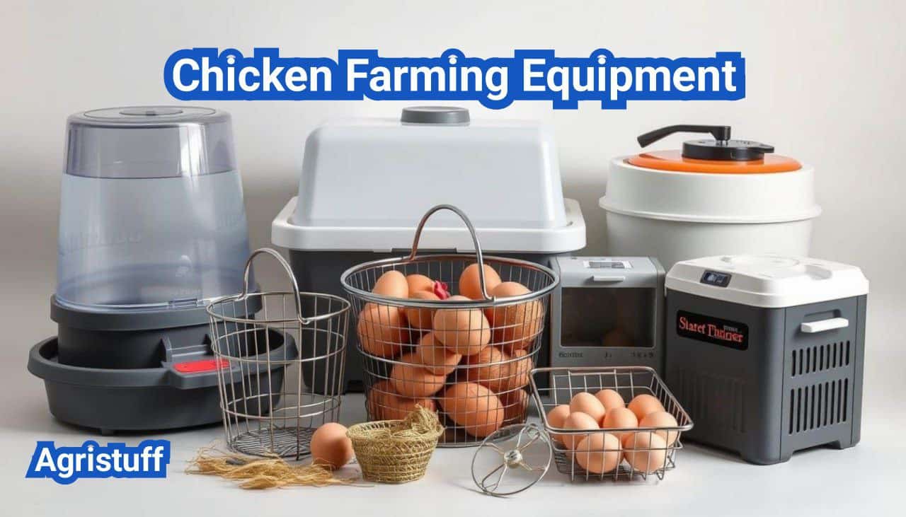 Essential Chicken Farming Equipment For A Successful Poultry Business ...