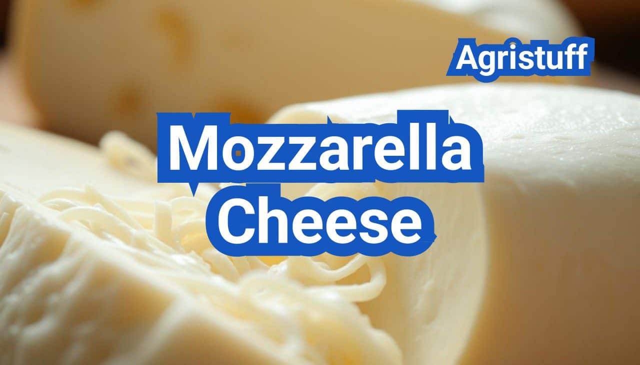 Mozzarella Cheese: History, Types, Processing Steps, Equipment And Uses ...