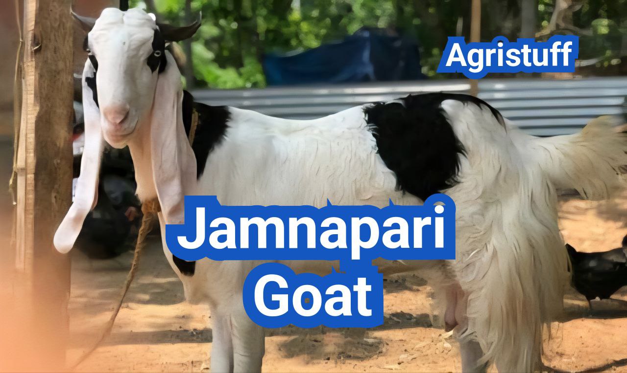 Jamnapari Goat: History, Origin, Characteristics, Breeding And Uses | 2026