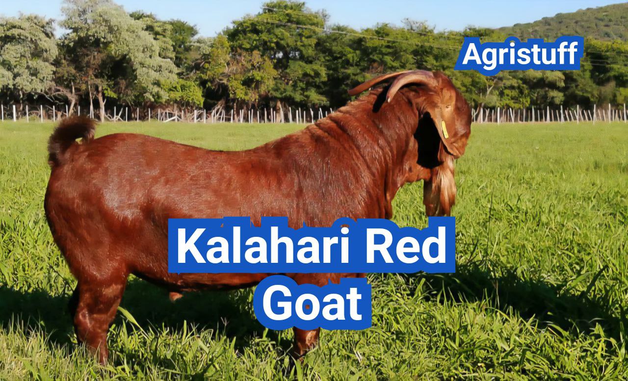 Kalahari Red Goat: History, Origin, Characteristics, Breeding And Uses ...