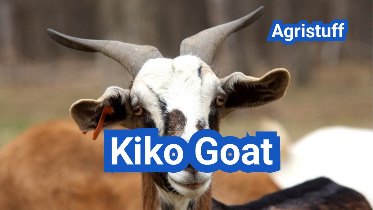 Kiko Goat: History, Origin, Characteristics, Breeding And Uses | 2026