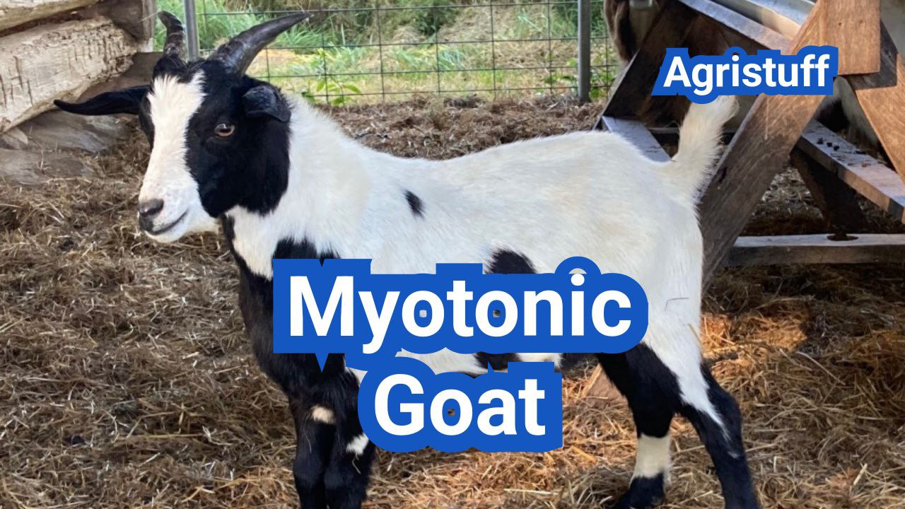 Myotonic Goat: History, Origin, Characteristics, Breeding And Uses | 2026