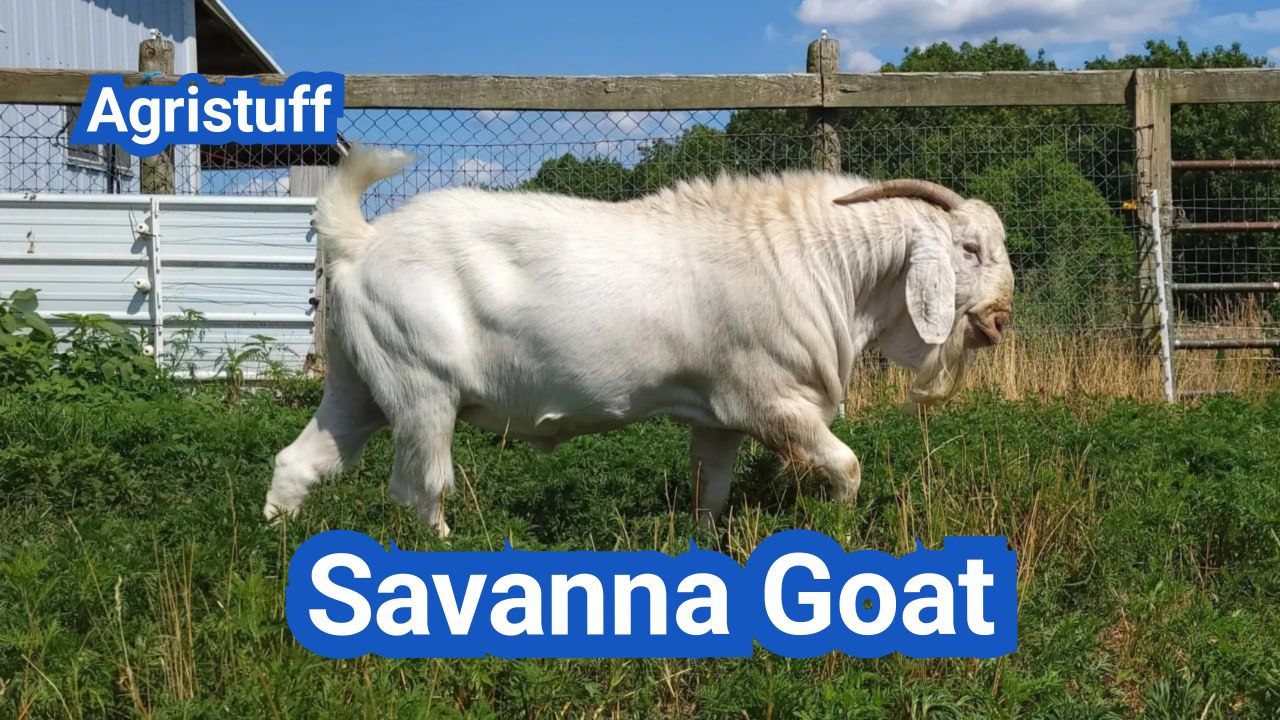 Savanna Goat: History, Origin, Characteristics, Breeding And Uses | 2026