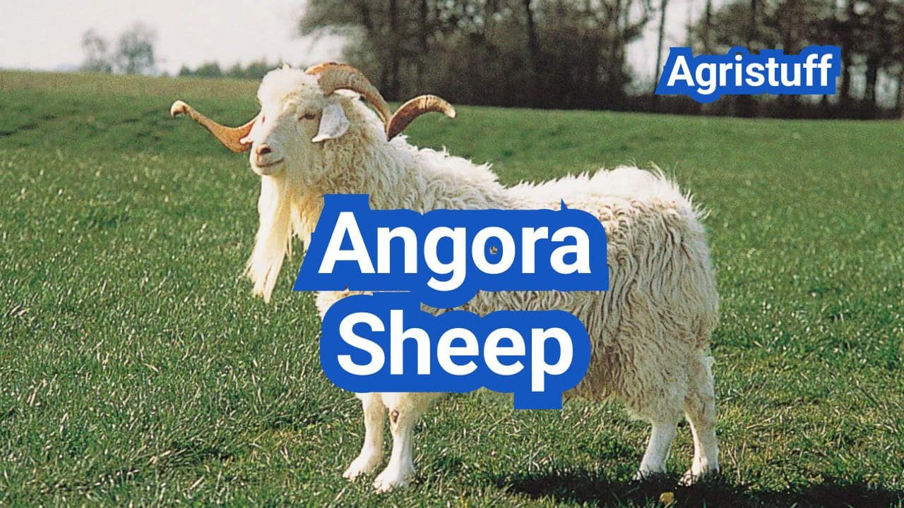 Angora Sheep: Mohair Quality, Shearing, And Feeding Requirements | 2026