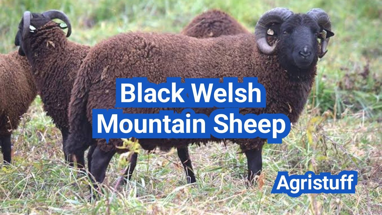 Black Welsh Mountain Sheep: History, Origin, Characteristics, Breeding ...
