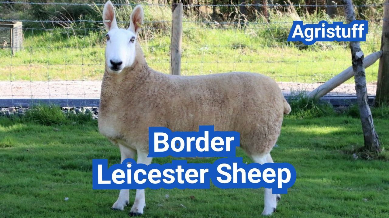 Border Leicester Sheep: History, Origin, Characteristics, Breeding And ...