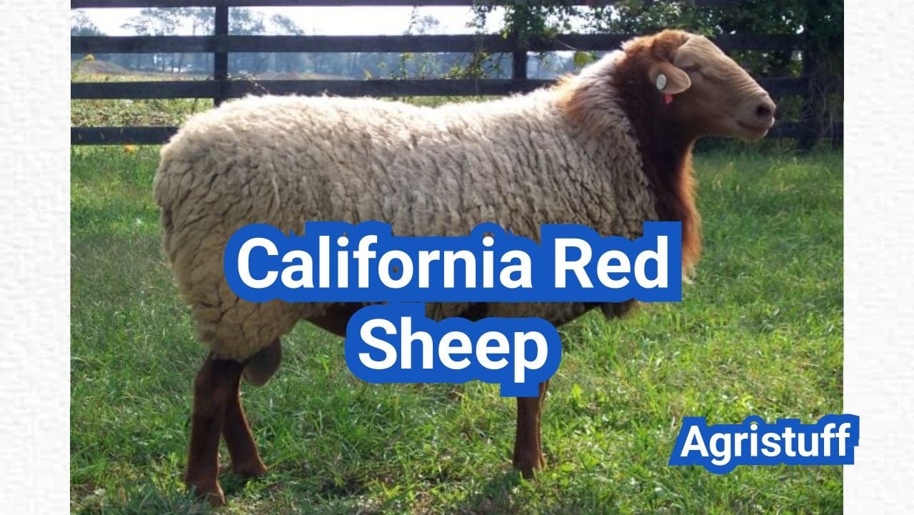 California Red Sheep: History, Origin, Characteristics, Breeding And ...