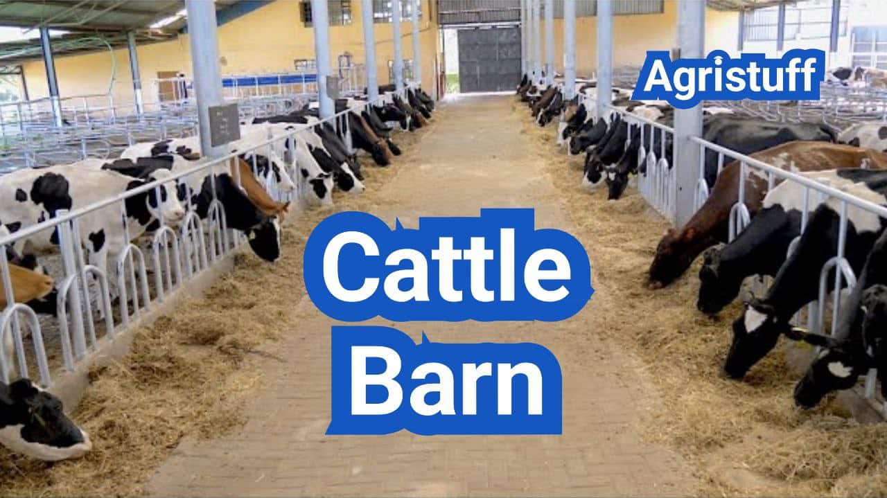 Cattle Barn Design: Ventilation, Manure Handling, And Fire Codes | 2026