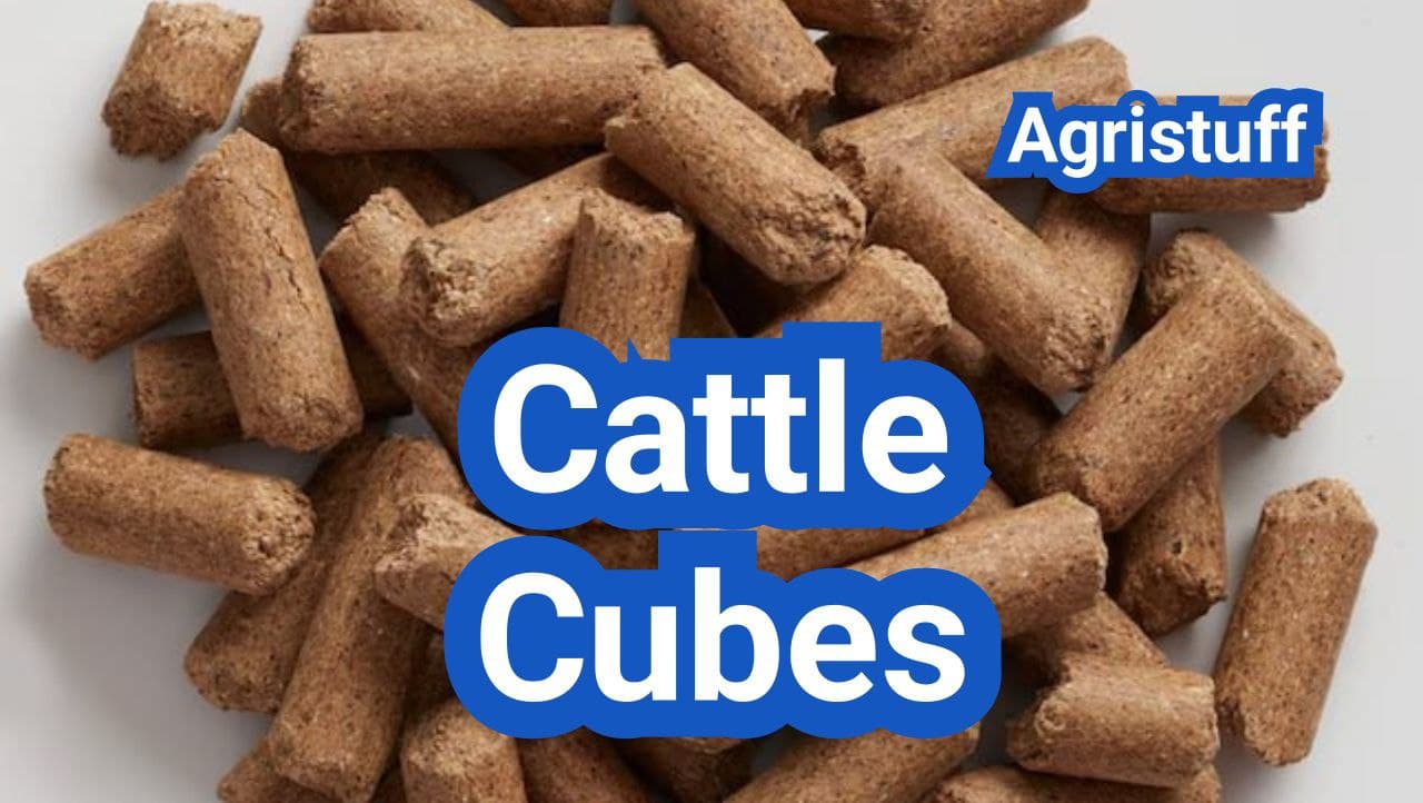 Cattle Cubes: What They Are, When To Use Them, And Cost-Per-Pound Math ...