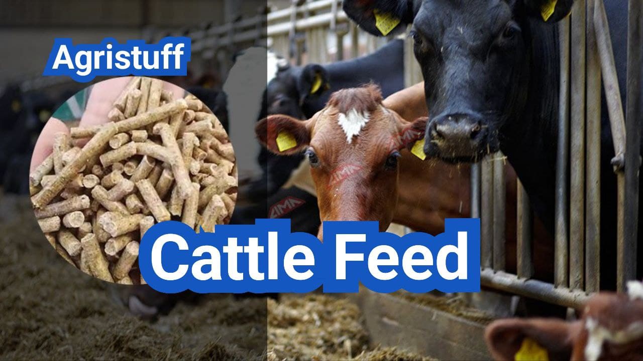 Cattle Feed In The U.S.: Forage Vs. Grain, Rations, And Cost Per Head ...