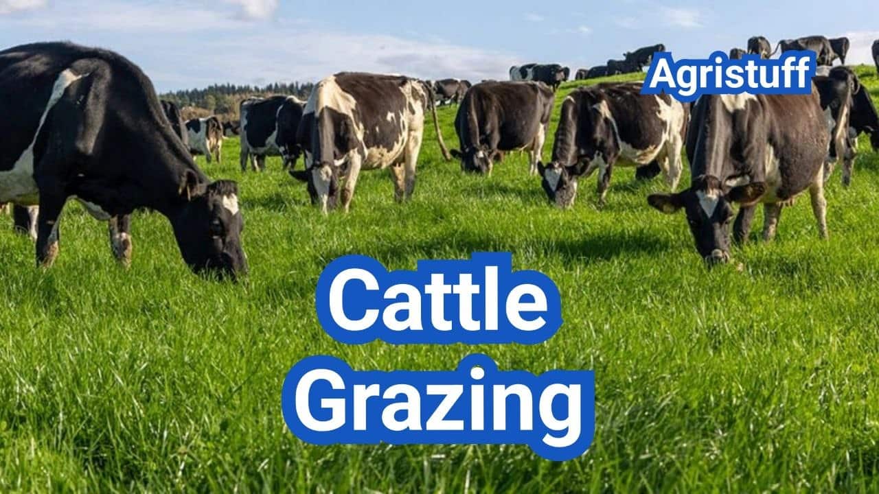 Cattle Grazing Systems: Stocking Rates, Rest Periods, And Pasture ...