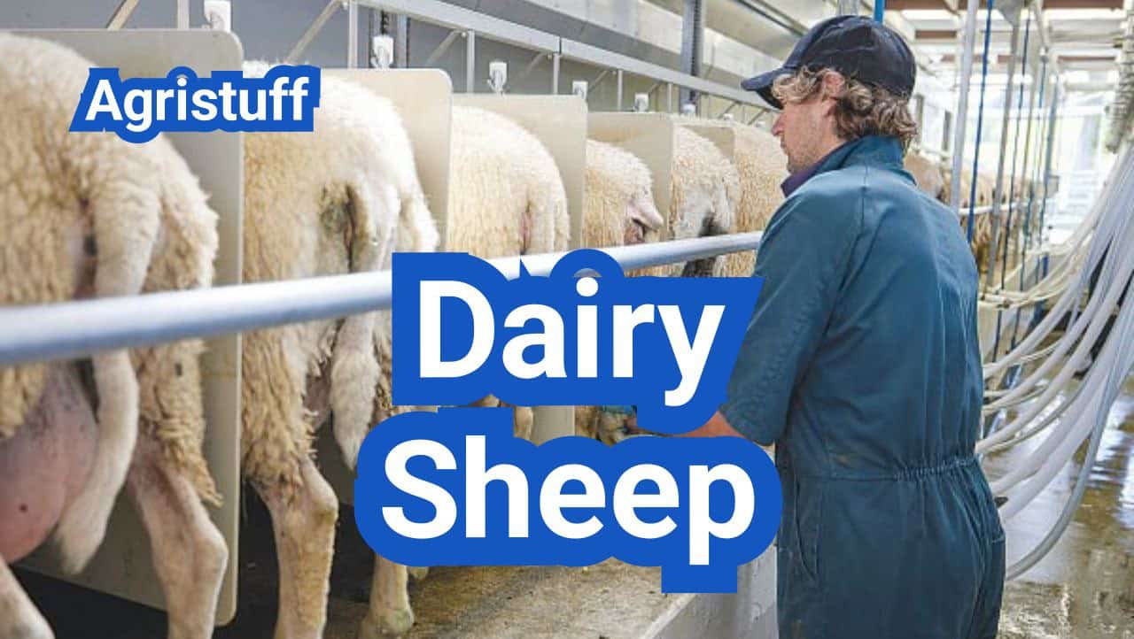 Dairy Sheep In The U.S.: Breeds, Milking Systems, And Cheese Potential ...