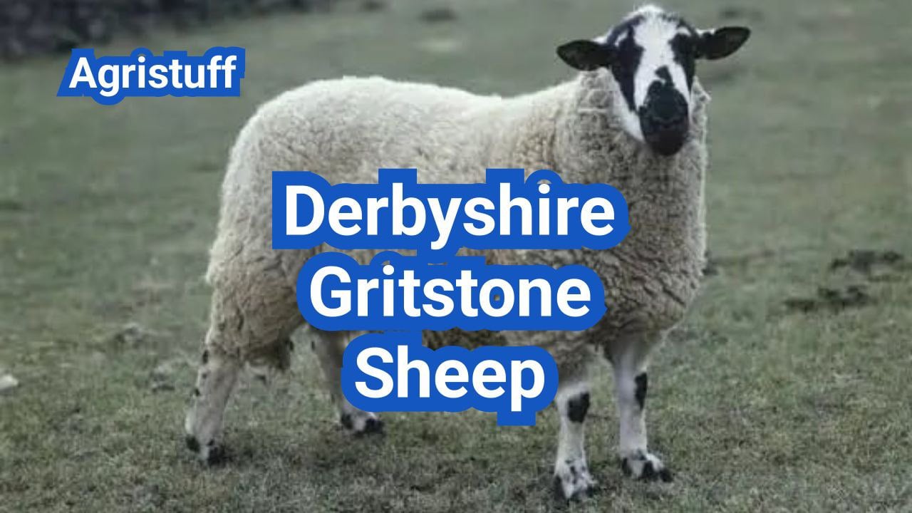 Derbyshire Gritstone Sheep: History, Origin, Characteristics, Breeding ...