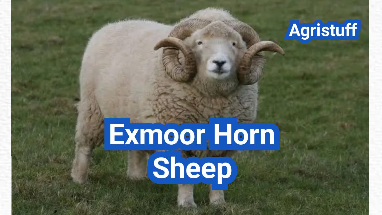 Exmoor Horn Sheep: History, Origin, Characteristics, Breeding And Uses ...
