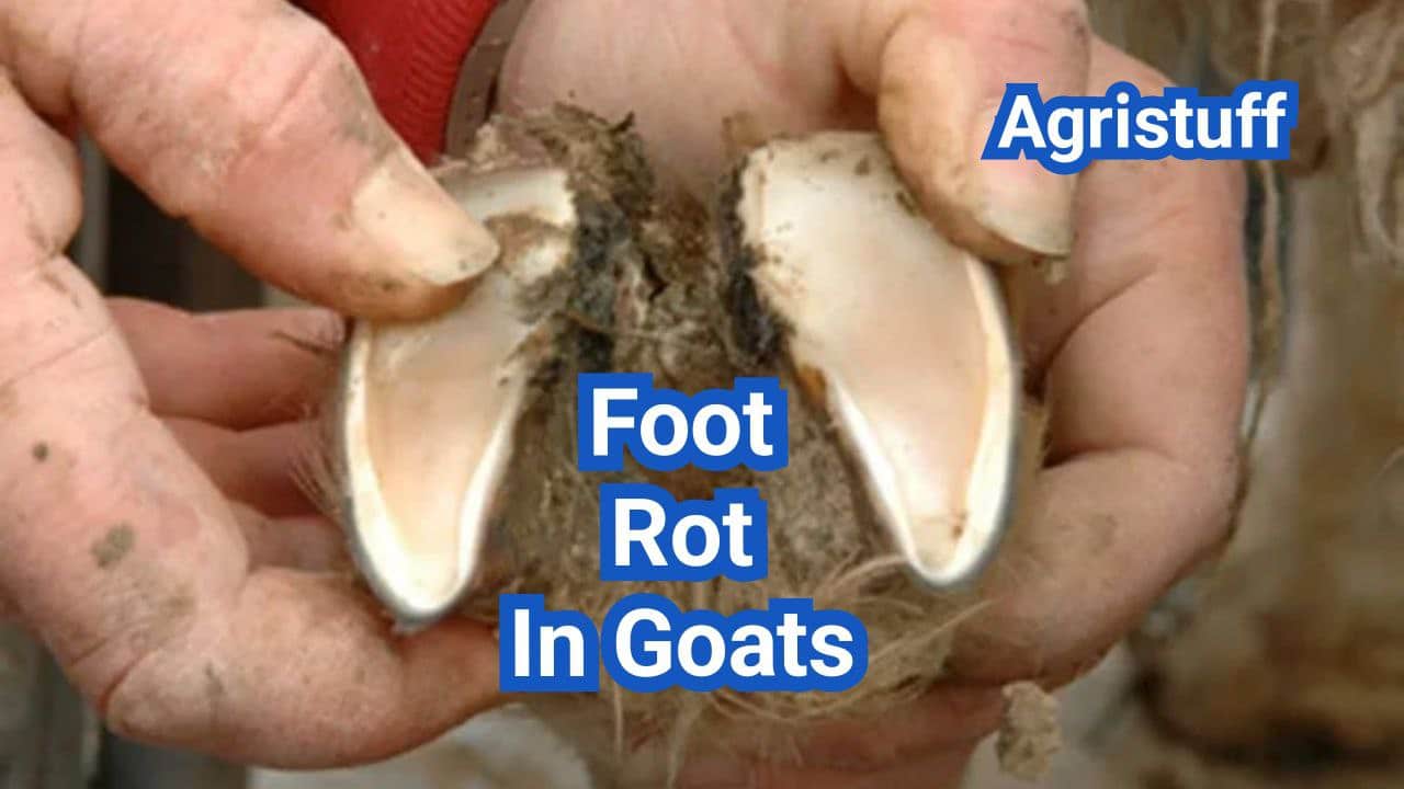Foot Rot In Goats: Symptoms, Treatment, And Pasture Management | 2026