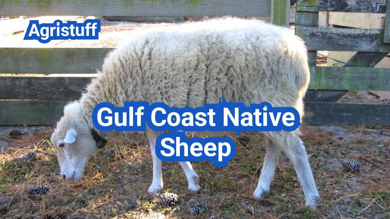 Gulf Coast Native Sheep: History, Origin, Characteristics, Breeding And ...
