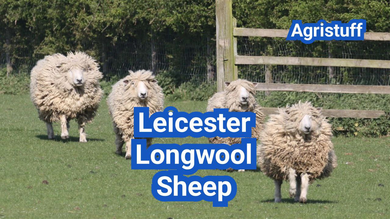 Leicester Longwool Sheep: History, Origin, Characteristics, Breeding ...