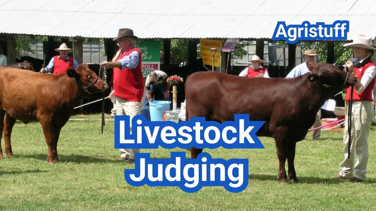 Livestock Judging In The U.S.: Scoring, Reasons, And 4-H/FFA Tips | 2026