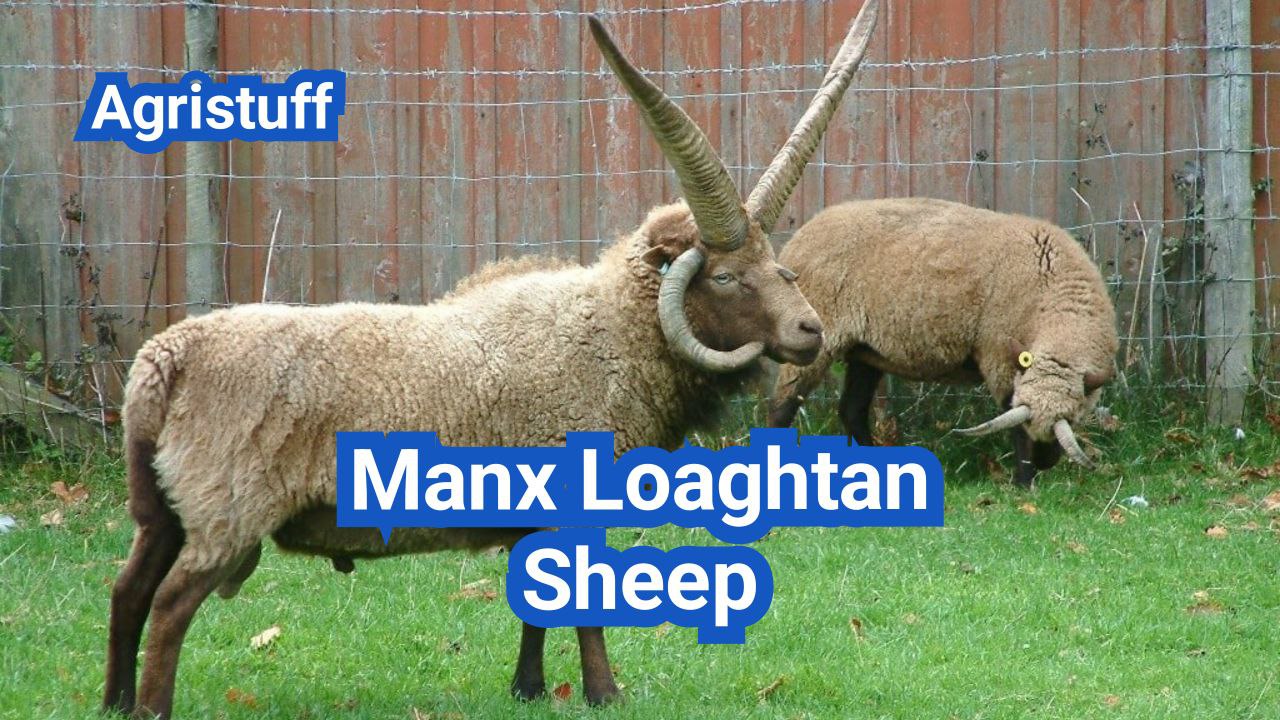 Manx Loaghtan Sheep: History, Origin, Characteristics, Breeding And ...