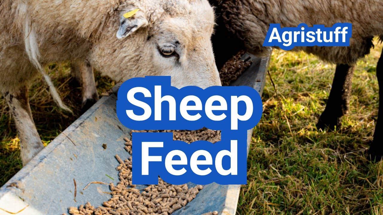 Sheep Feed Guide: Energy, Protein, And Mineral Targets By Life Stage | 2026
