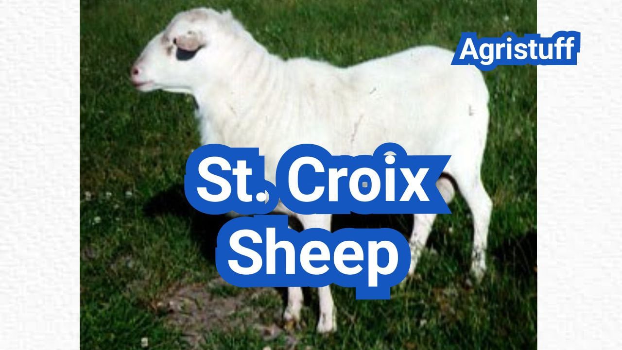 St. Croix Sheep: History, Origin, Characteristics, Breeding And Uses | 2026