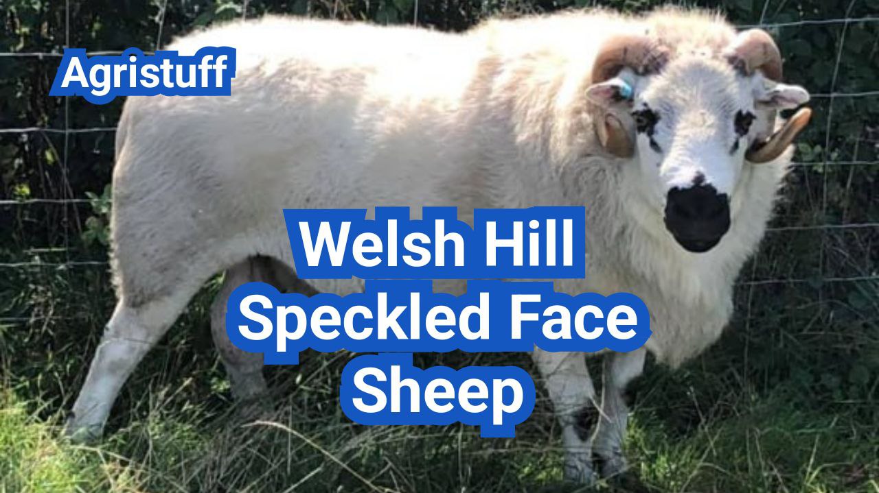 Welsh Hill Speckled Face Sheep: History, Origin, Characteristics ...