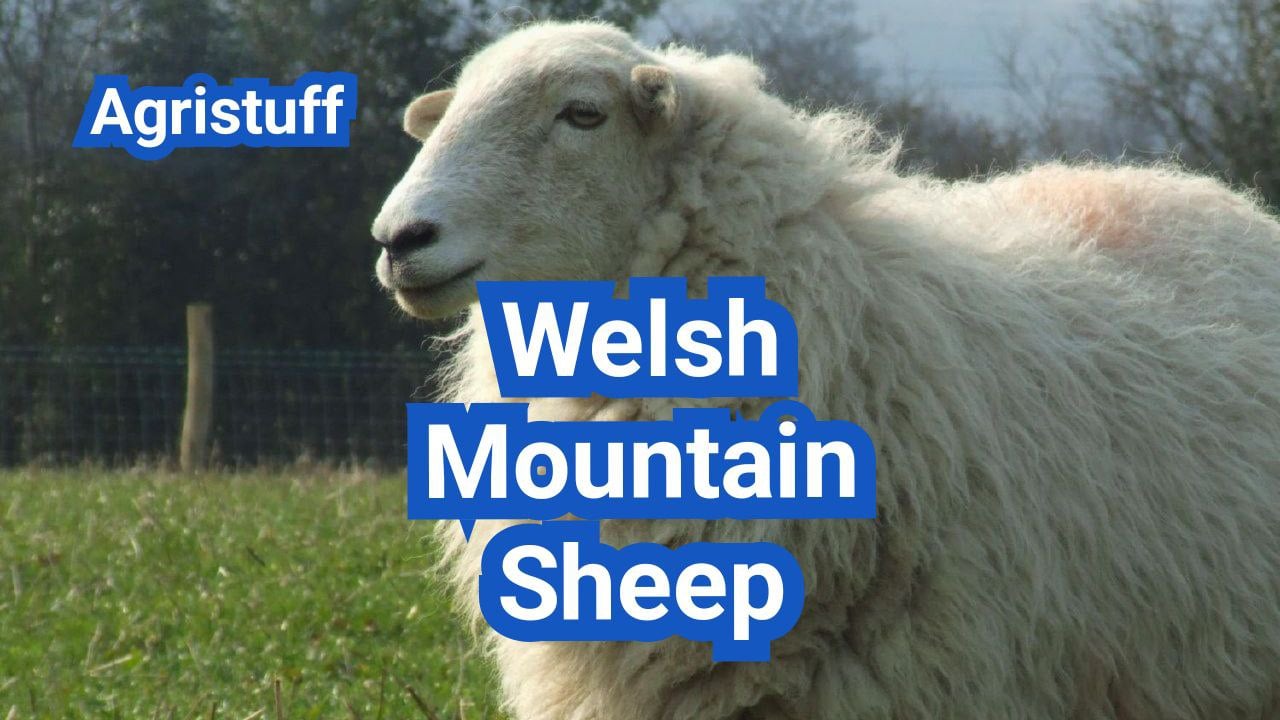 Welsh Mountain Sheep: History, Origin, Characteristics, Breeding And ...