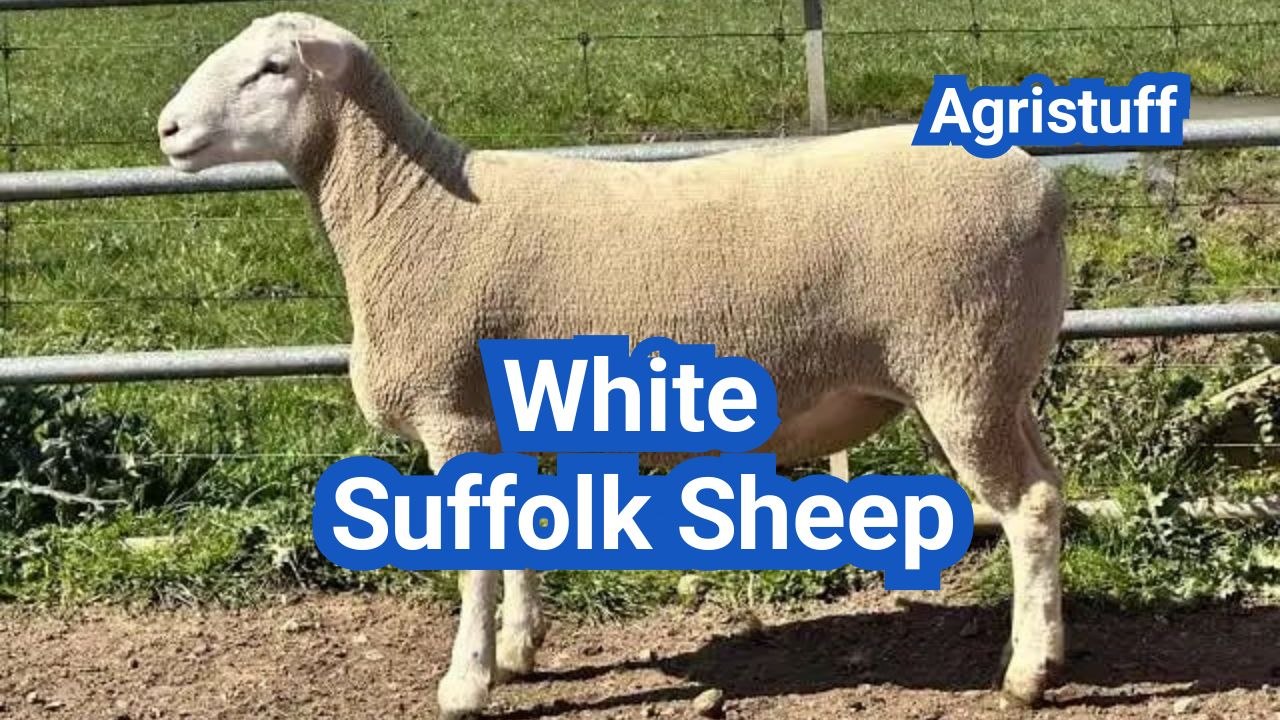 White Suffolk Sheep: History, Origin, Characteristics, Breeding And ...