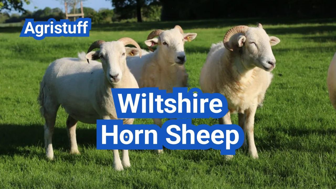 Wiltshire Horn Sheep: History, Origin, Characteristics, Breeding And ...