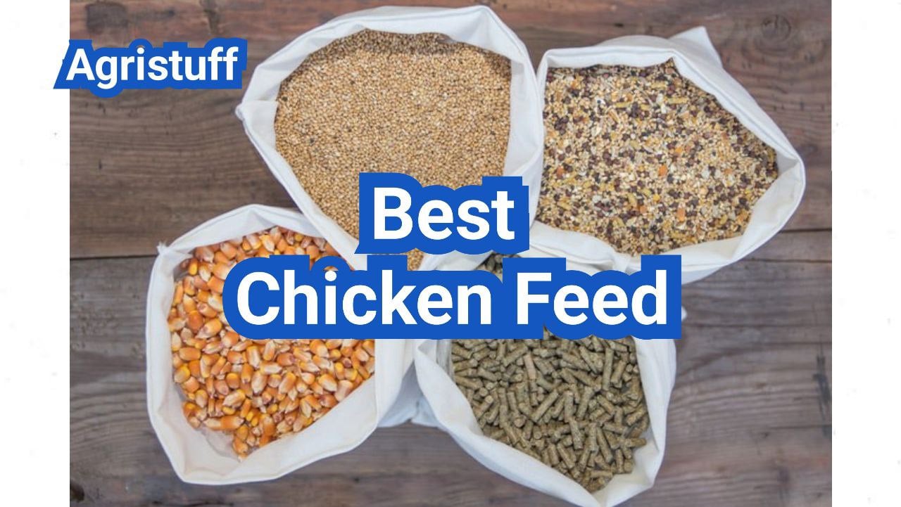 Best Chicken Feed: How To Choose By Age, Purpose And Budget | 2026