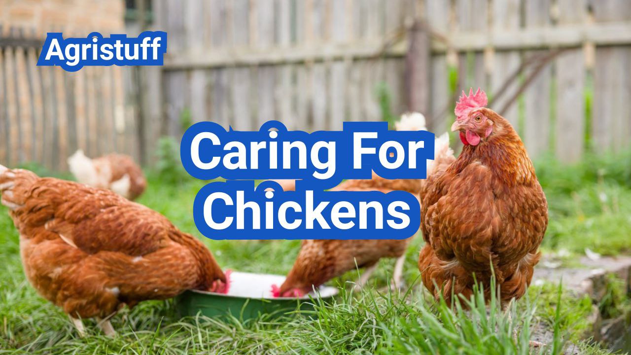 Caring For Chickens: Daily, Weekly, And Monthly Care Checklist | 2026