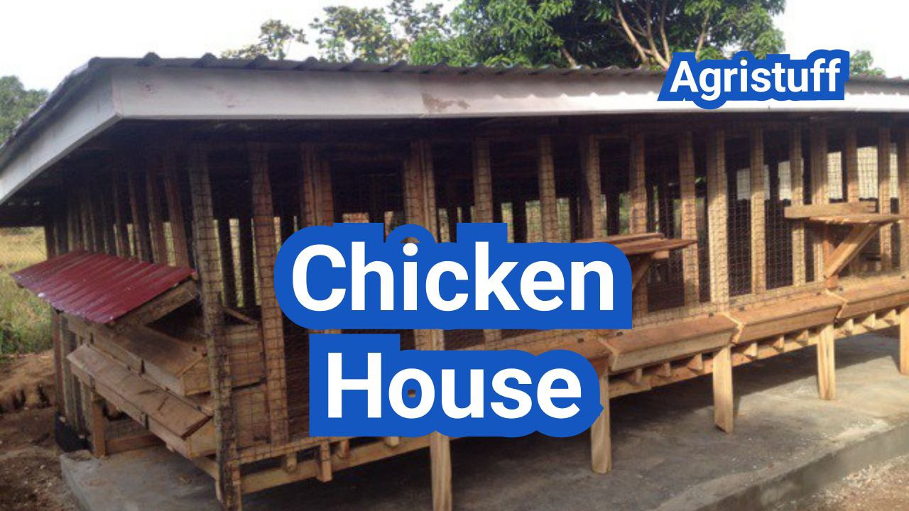 Chicken House Design: Layout, Lighting, And Airflow For Healthier Birds ...