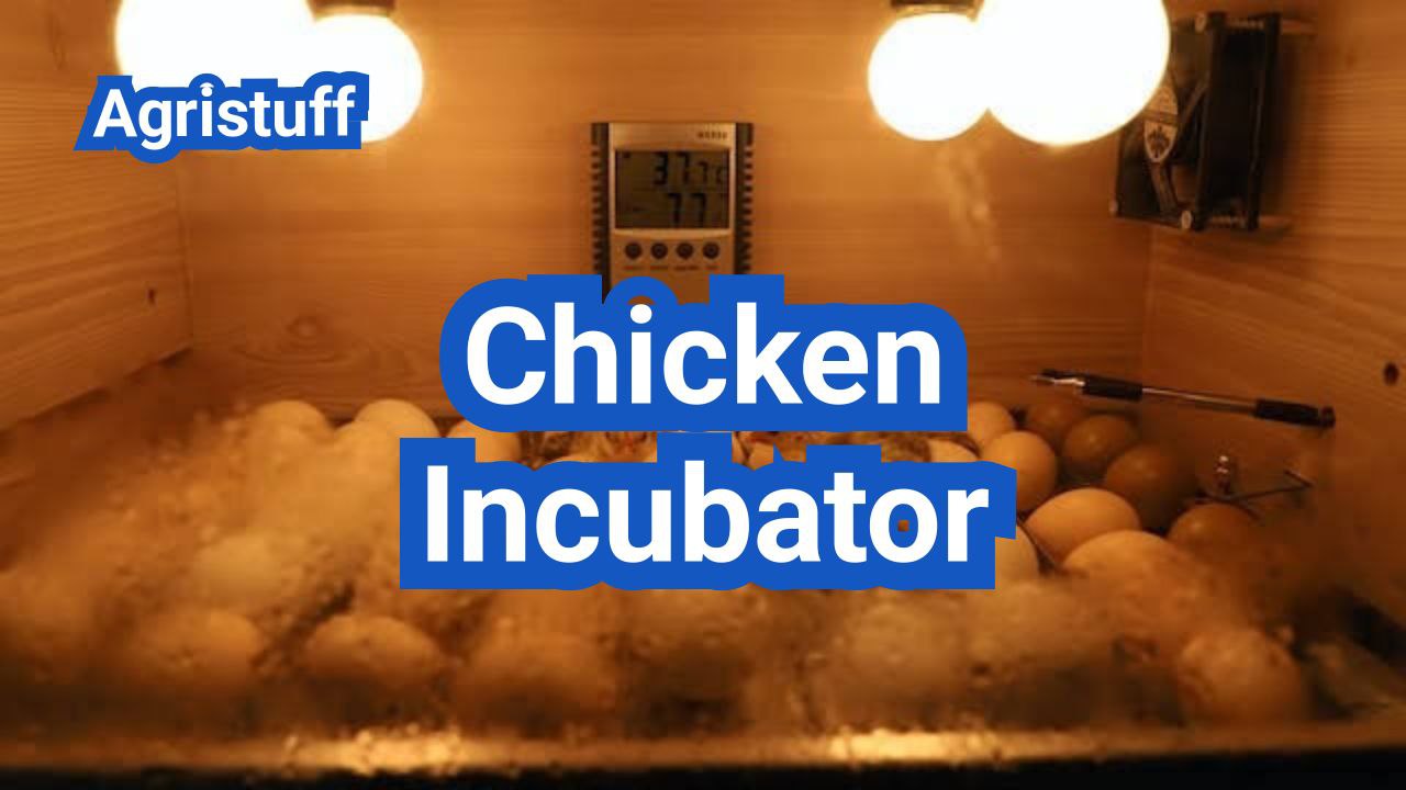 Chicken Incubator Basics: Temperature, Humidity, Turning, And ...