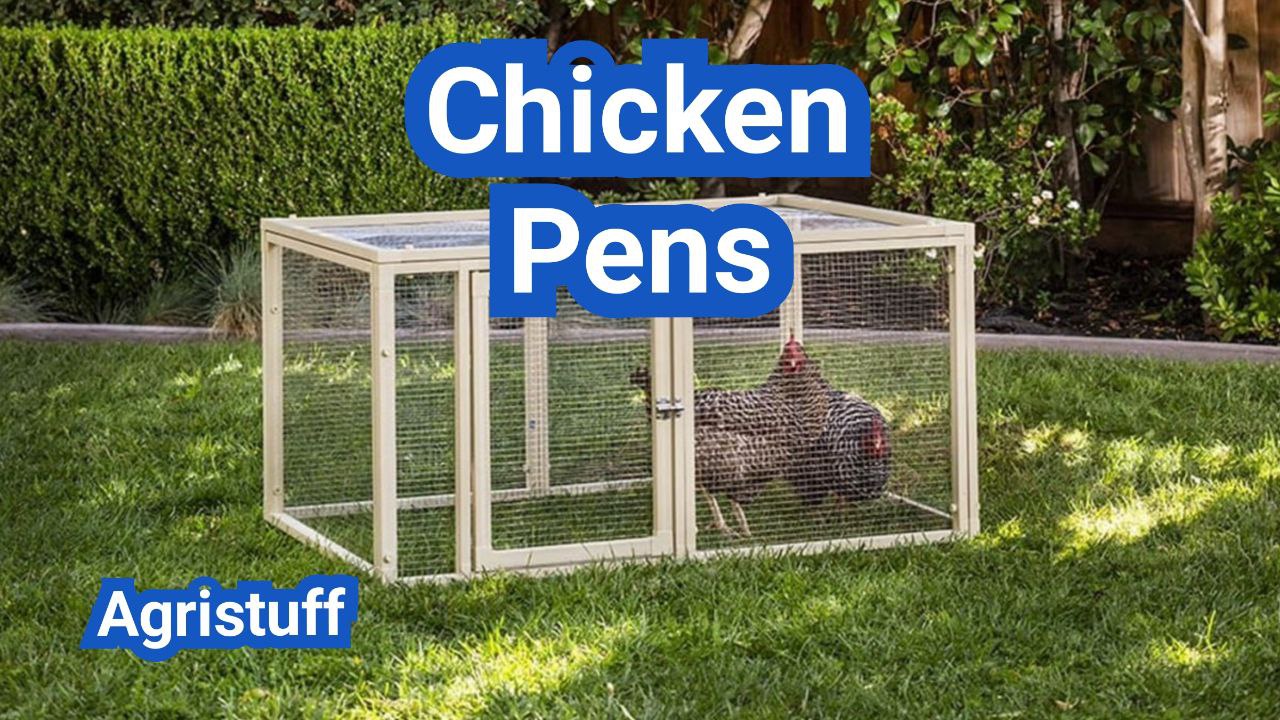 Chicken Pens: When To Use Them, Best Layouts, And Safety Tips | 2026