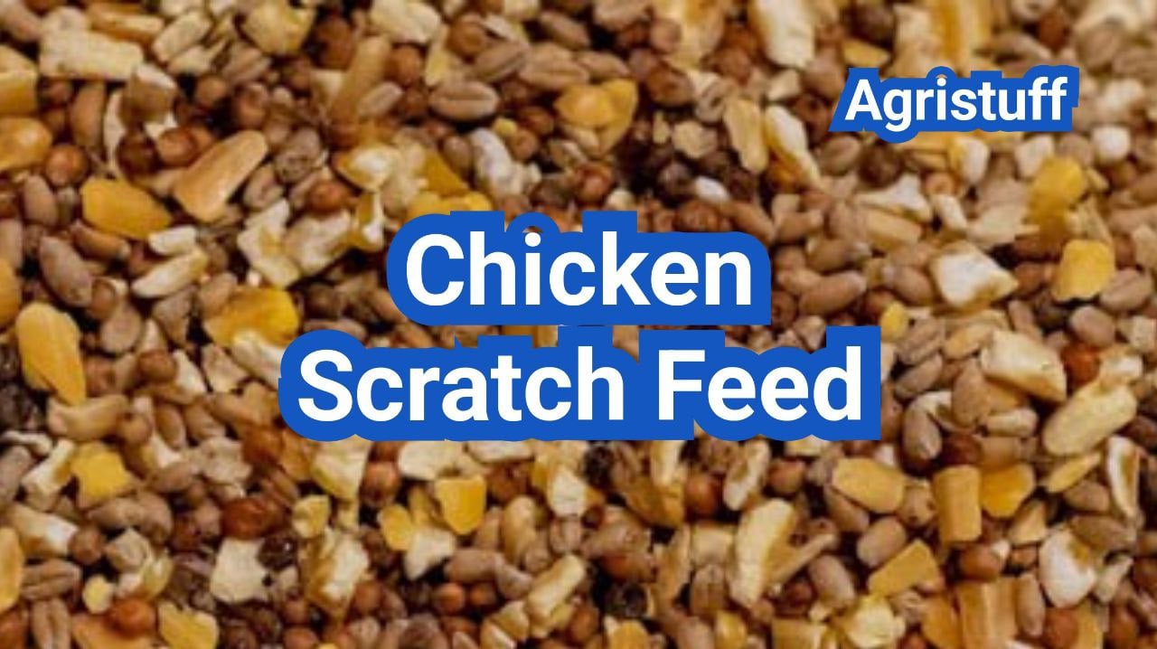 Chicken Scratch Feed: How Much Is Too Much (and Better Treat Options ...