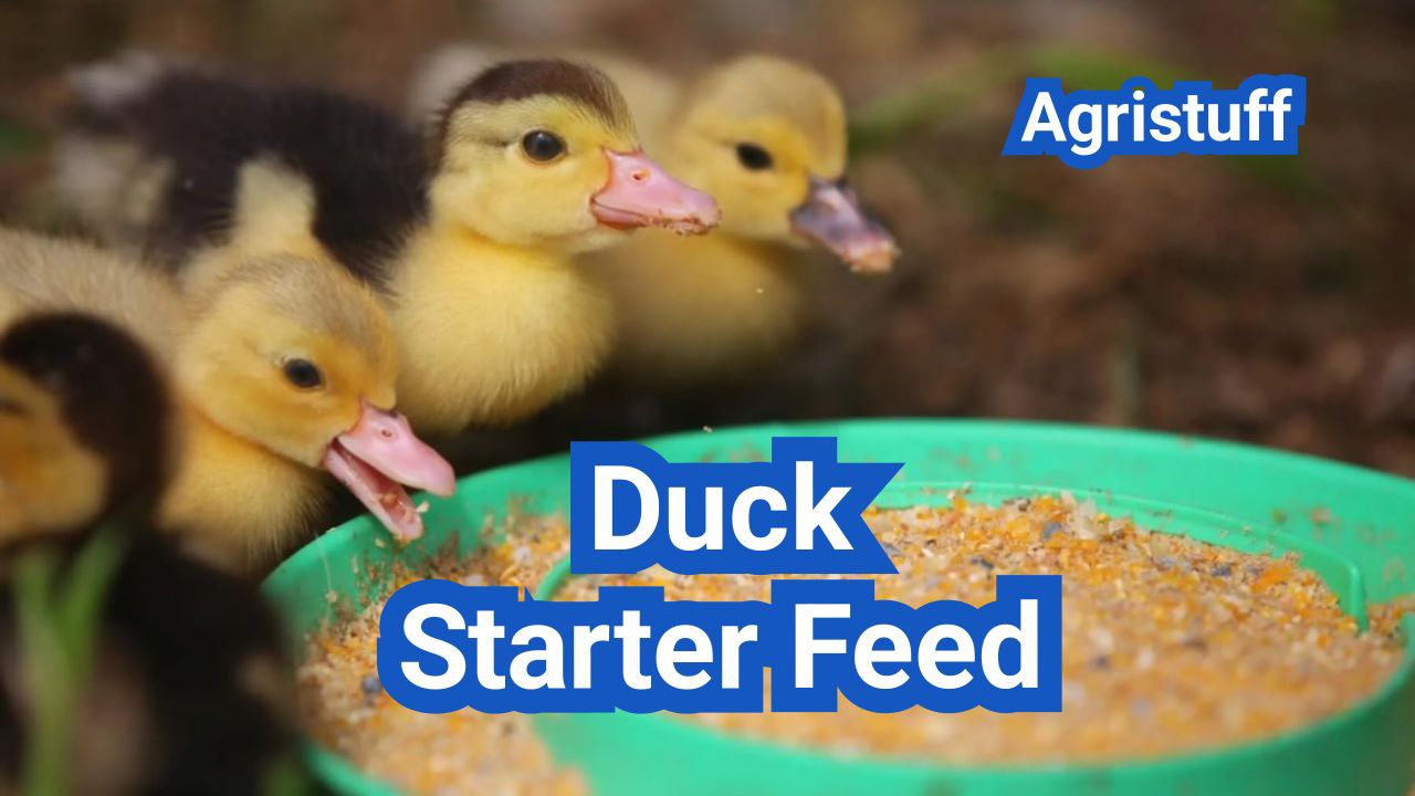 Duck Starter Feed: What’s Different From Chick Starter (and What To Buy ...