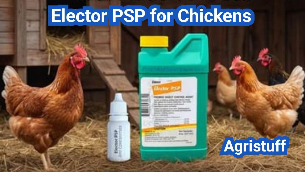 Elector PSP For Chickens: Label-Safe Mite & Lice Control