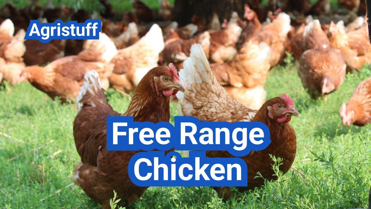 Free-Range Chicken: What It Really Means (and How It Compares To ...