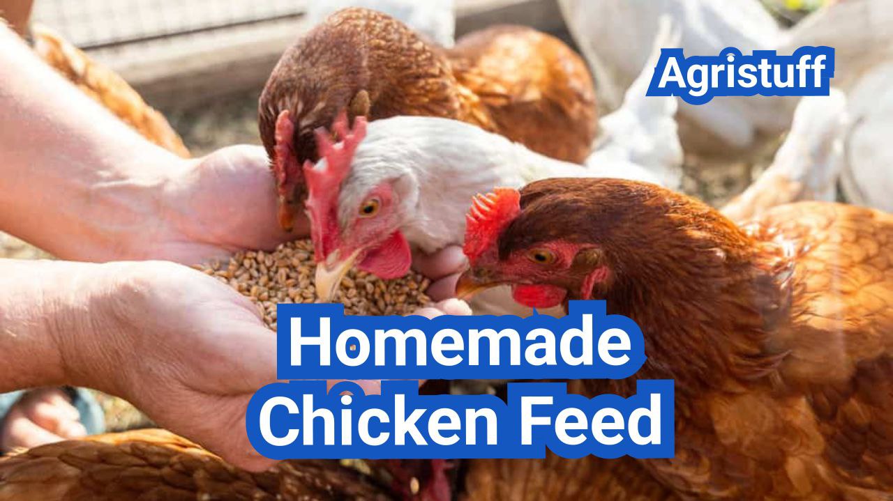 Homemade Chicken Feed: DIY Options That Don’t Crash Egg Production | 2026
