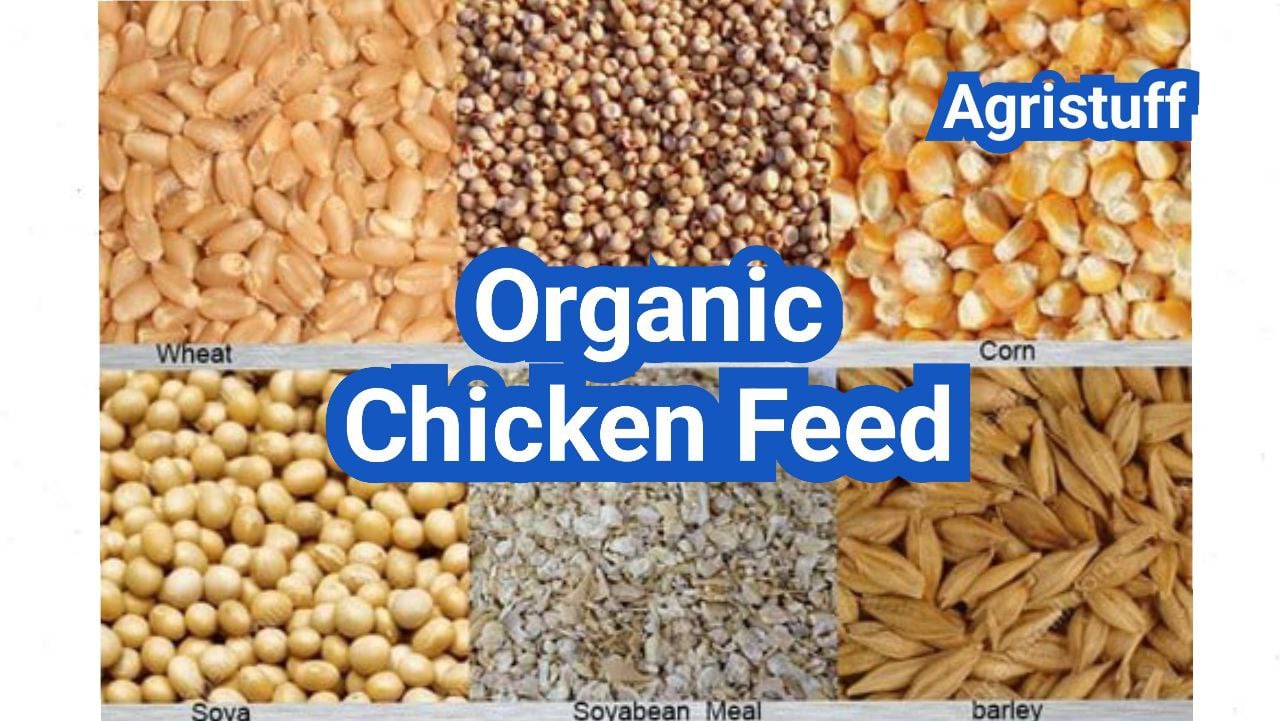 Organic Chicken Feed: What “USDA Organic” Should Mean For Your Flock | 2026