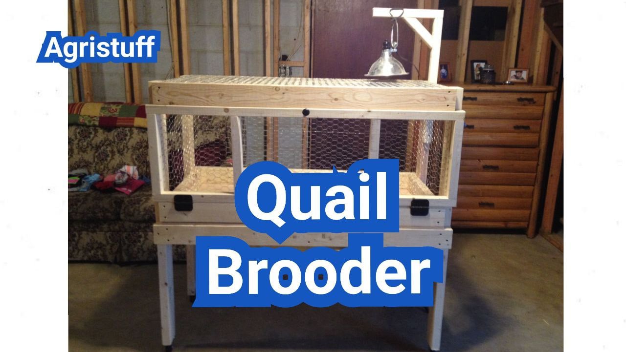 Quail Brooder: Heat, Space, And Bedding For Fast-Growing Chicks | 2026