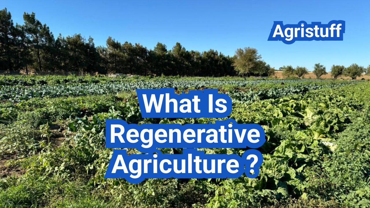 Regenerative Agriculture Definition: The Ultimate Guide For Modern ...