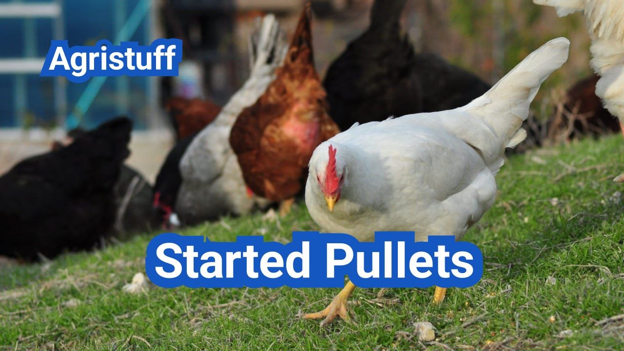Started Pullets: What To Ask Before You Buy (and How To Quarantine ...