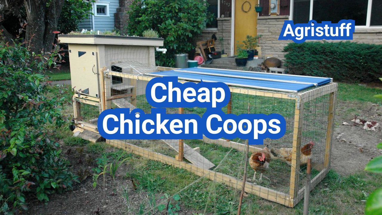 Cheap Chicken Coops That Actually Work: What To Avoid And What To Buy ...