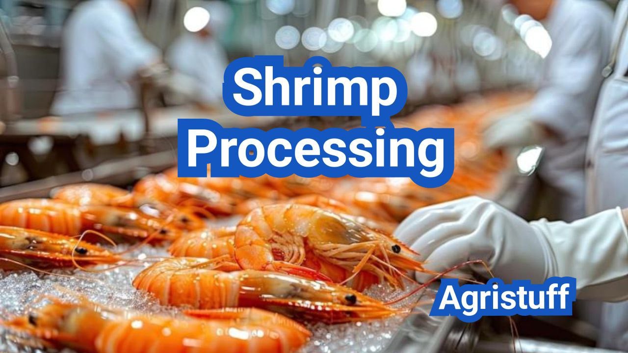 Shrimp Processing: Deheading, Peeling, Freezing, And Quality Grading ...