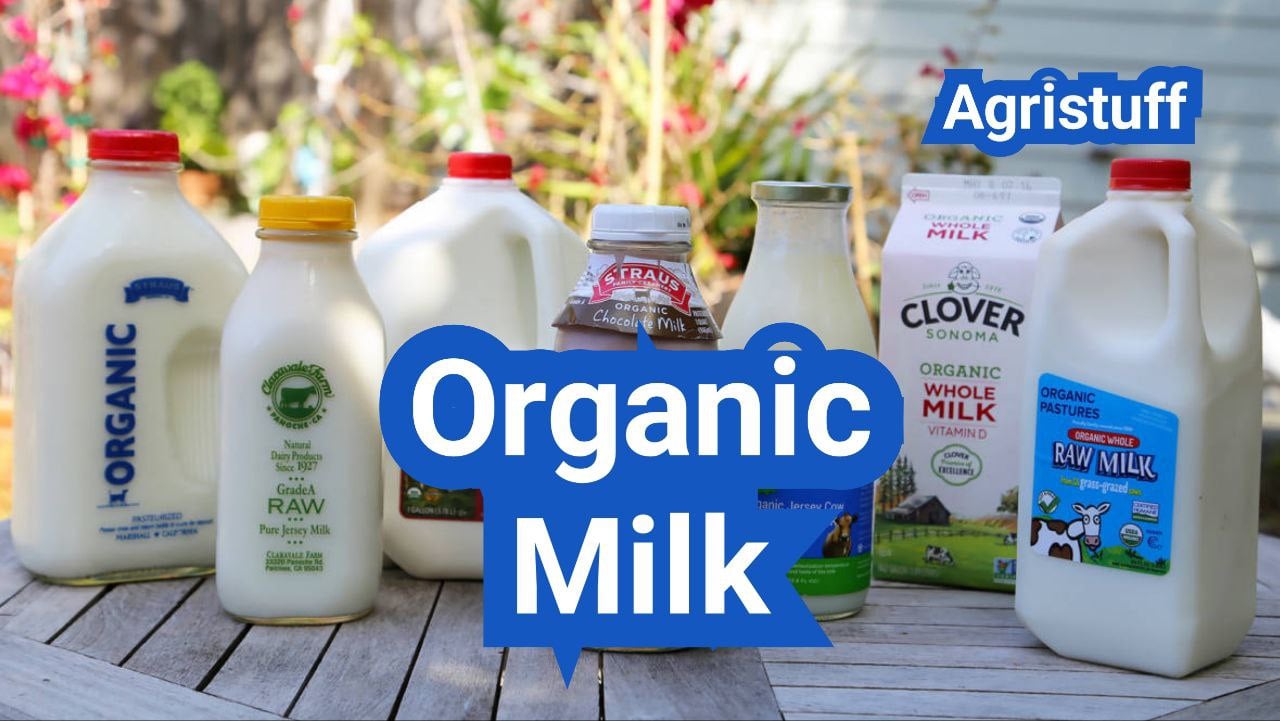 Organic Milk: USDA Standards, Nutrition, And Is It Worth It? | 2026