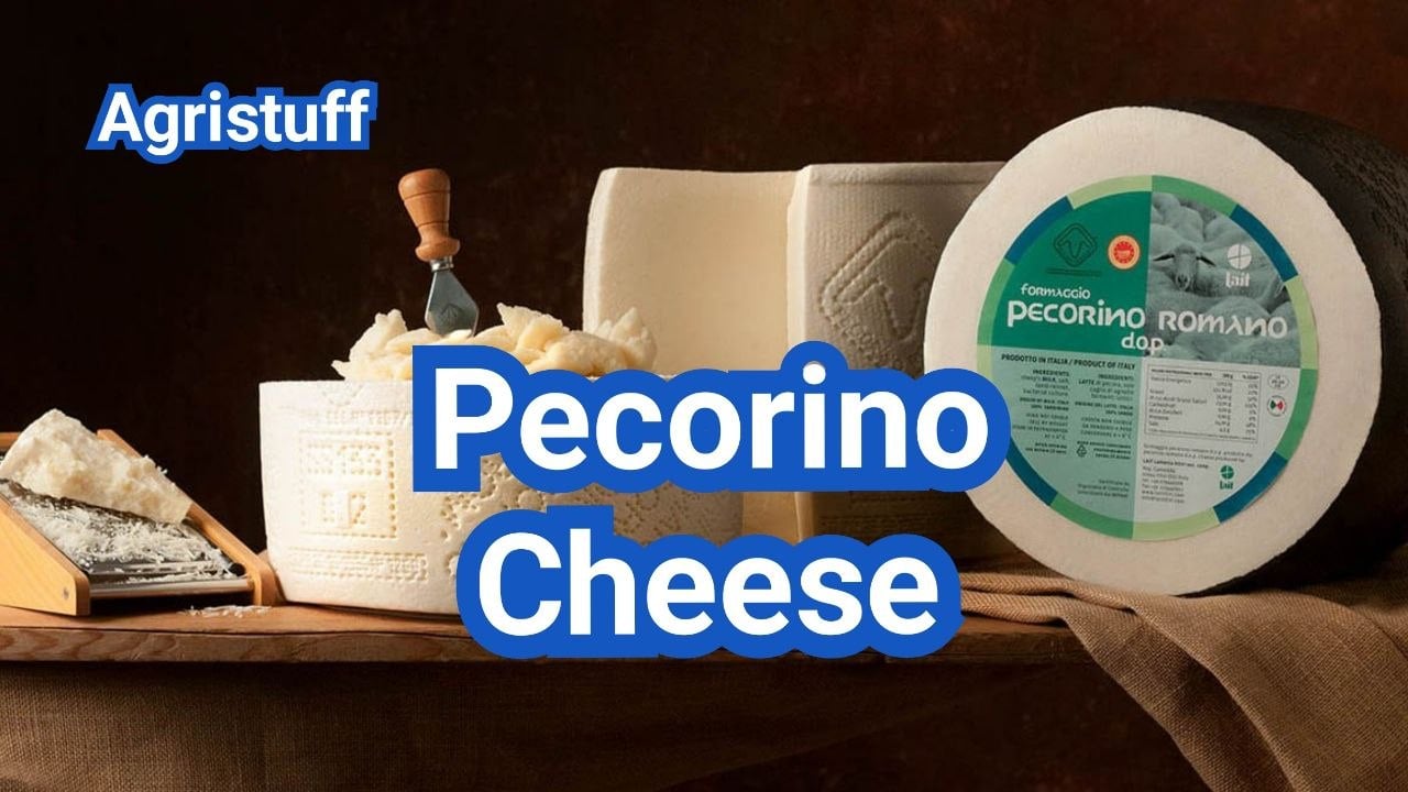 Pecorino Cheese: Sheep’s Milk Flavor, Aging Styles & Uses