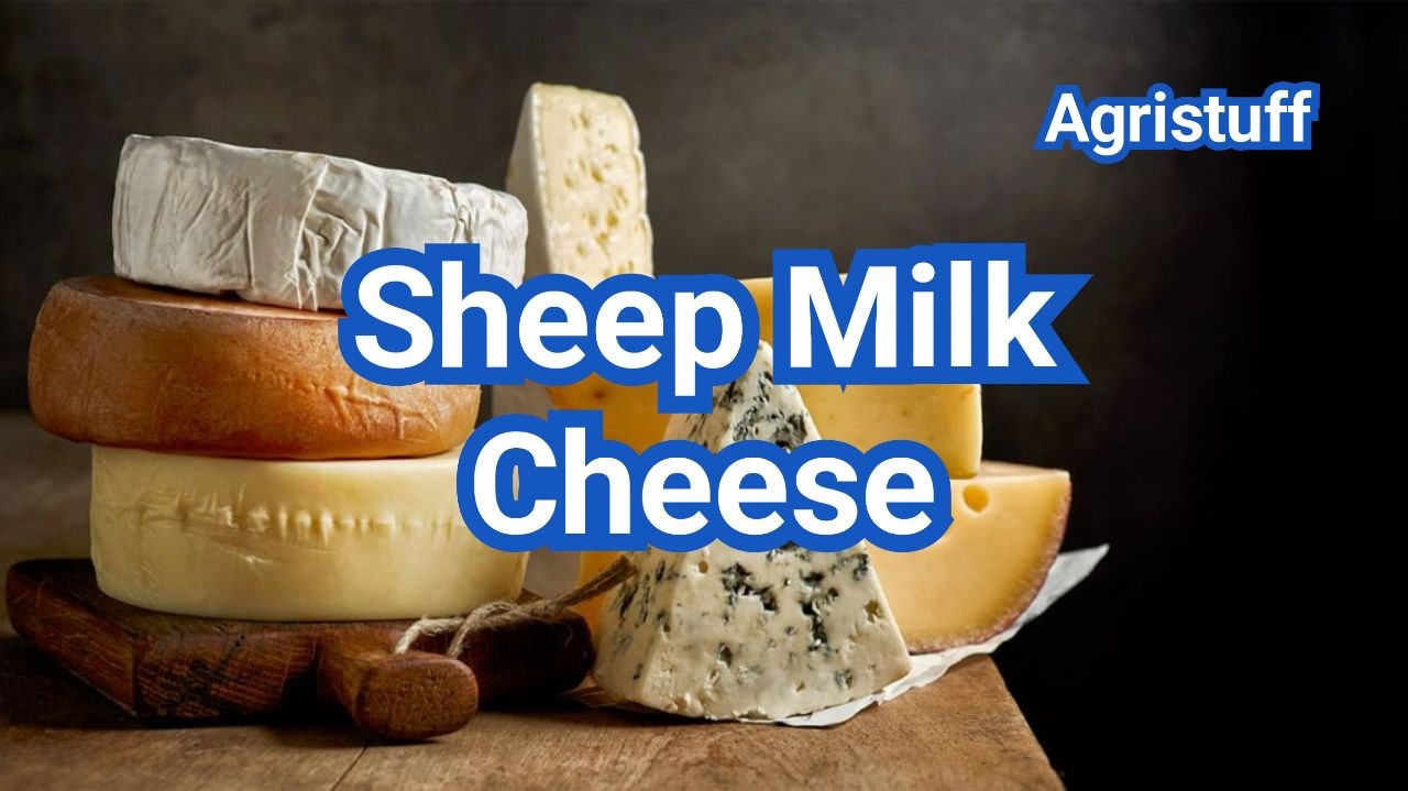 Sheep Milk Cheese List: Flavor, Nutrition And Popular Types